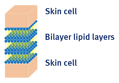 Dehydration – Baumann Skin Types